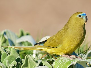 Rock Parrot - eBird