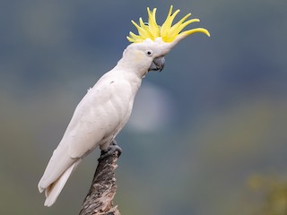 Triton Cockatoo Pair