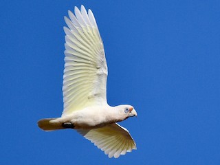 Western Corella - eBird