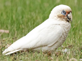 Western Corella - eBird