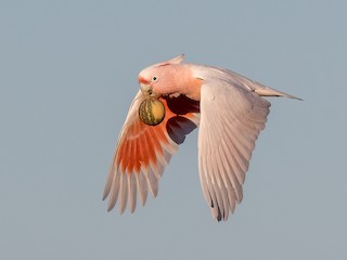 Pink Cockatoo - eBird
