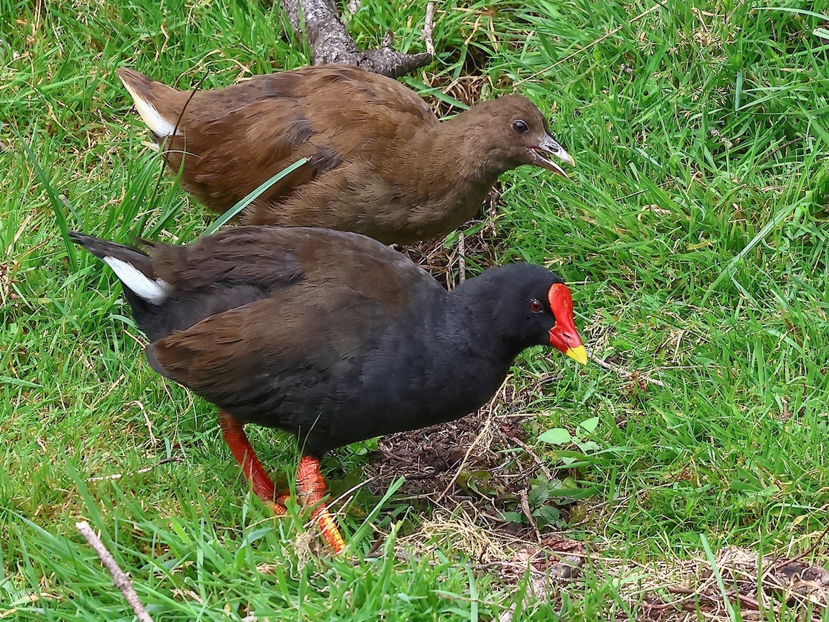 Gough Moorhen - Gallinula comeri - Birds of the World