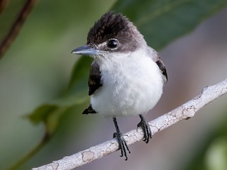 Glossy-backed Becard - eBird