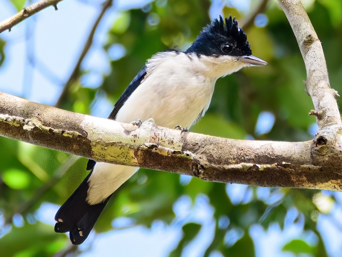 Glossy-backed Becard - Pachyramphus surinamus - Birds of the World