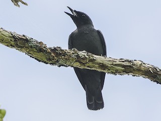 Geelvink Cicadabird - eBird