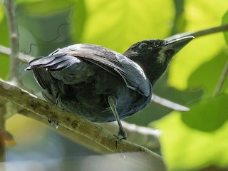 Yap Cicadabird - eBird
