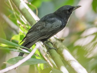 Yap Cicadabird - eBird