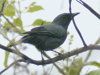 Palau Cicadabird - eBird