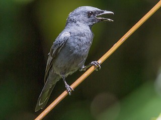 Palau Cicadabird - eBird