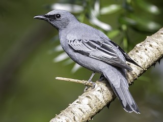 Sahul Cicadabird - eBird