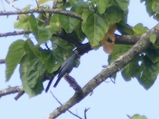 Sangihe Cicadabird - eBird