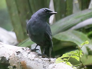 Sangihe Cicadabird - eBird