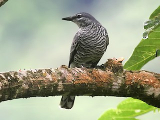 Sangihe Cicadabird - eBird