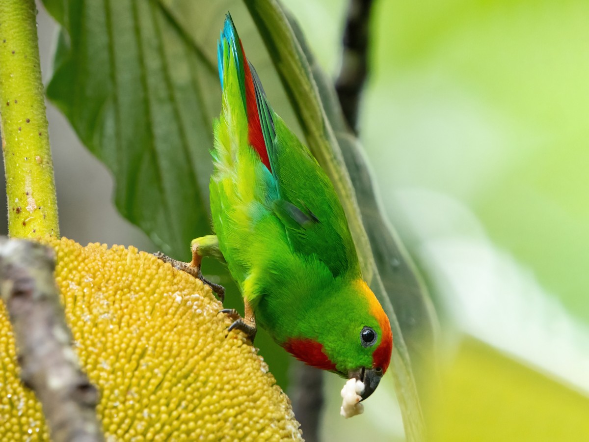 Black-billed Hanging-Parrot - Loriculus bonapartei - Birds of the World