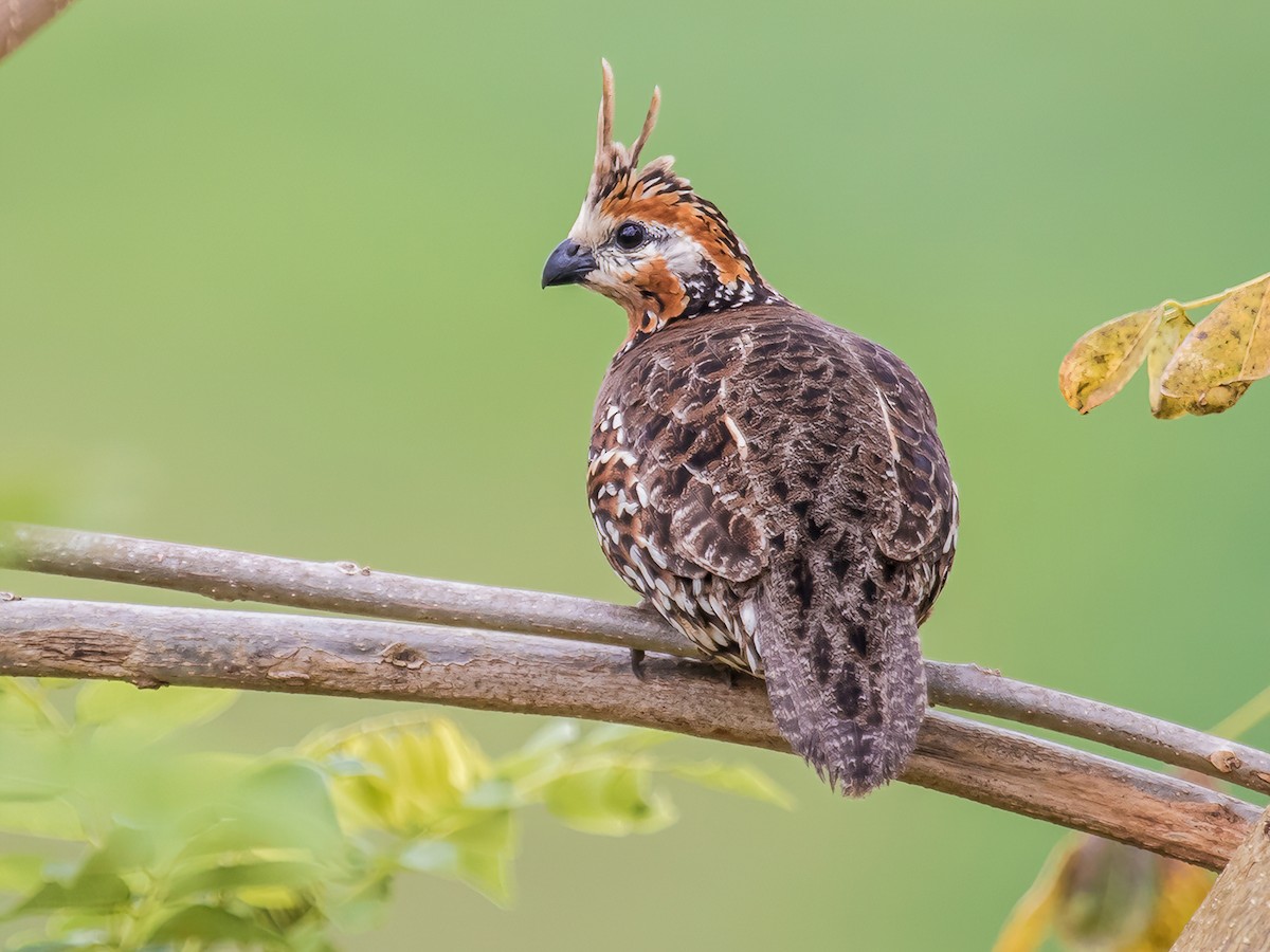 Crested Bobwhite - Colinus cristatus - Birds of the World