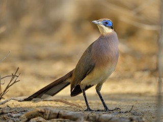 Red-capped Coua - Coua ruficeps - Birds of the World