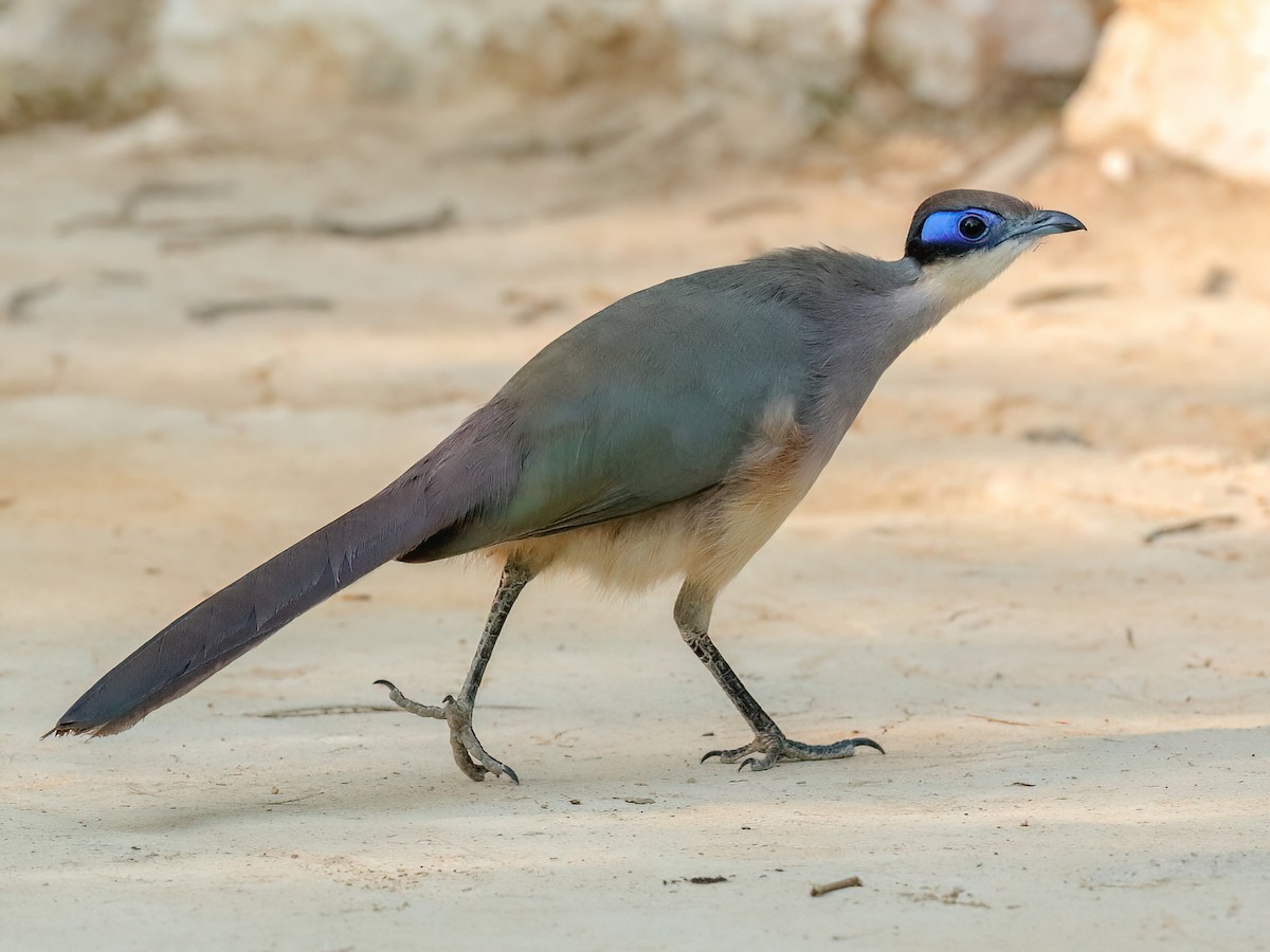 Olive-capped Coua - Coua olivaceiceps - Birds of the World