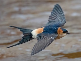 European Red-rumped Swallow - eBird