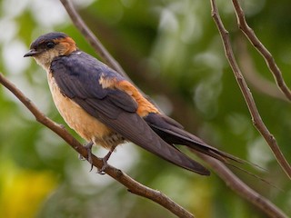 African Red-rumped Swallow - eBird