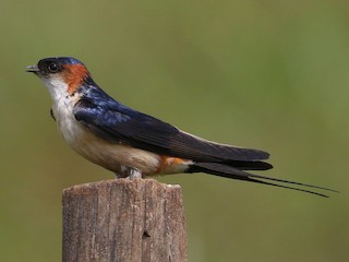 African Red-rumped Swallow - eBird
