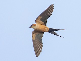 African Red-rumped Swallow - eBird