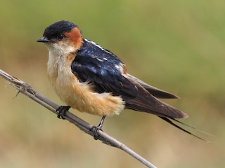 African Red-rumped Swallow - eBird