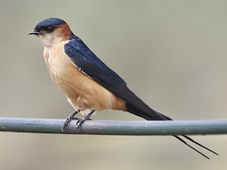 African Red-rumped Swallow - eBird