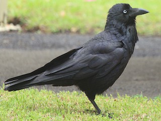 Australian Raven - eBird