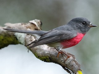 Rose Robin - eBird