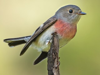 Rose Robin - eBird