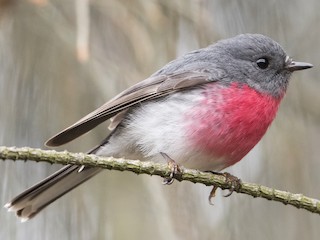 Rose Robin - eBird