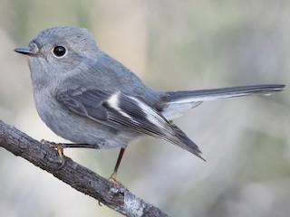 Rose Robin - eBird