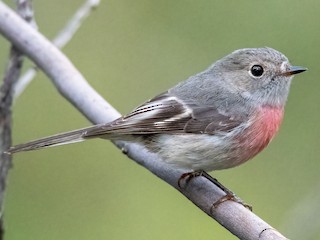 Rose Robin - eBird