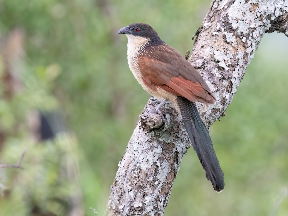 Burchell's Coucal - Centropus burchellii - Birds of the World