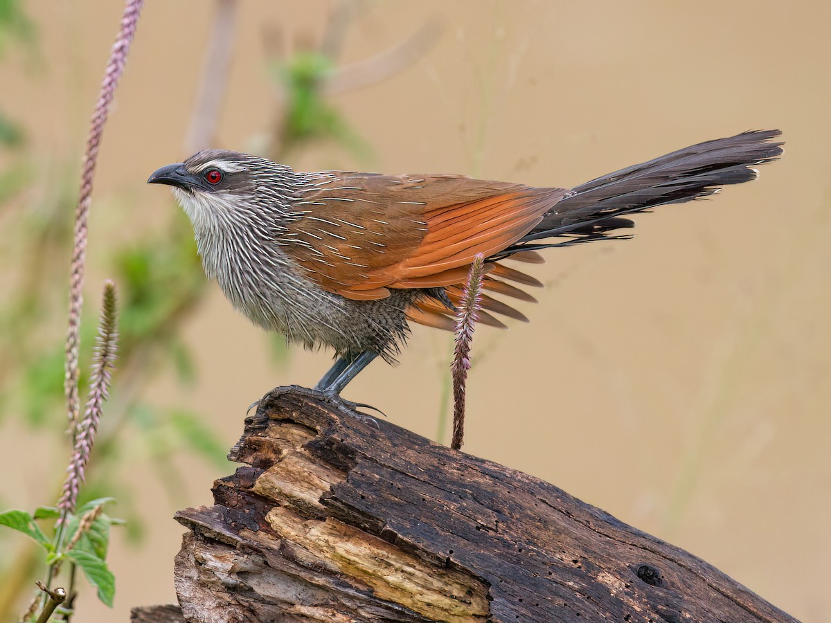 White-browed Coucal - Centropus superciliosus - Birds of the World