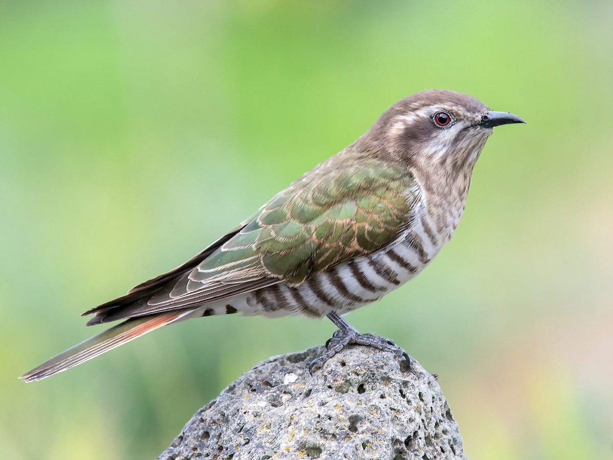 Horsfield's Bronze-Cuckoo - Chrysococcyx basalis - Birds of the World