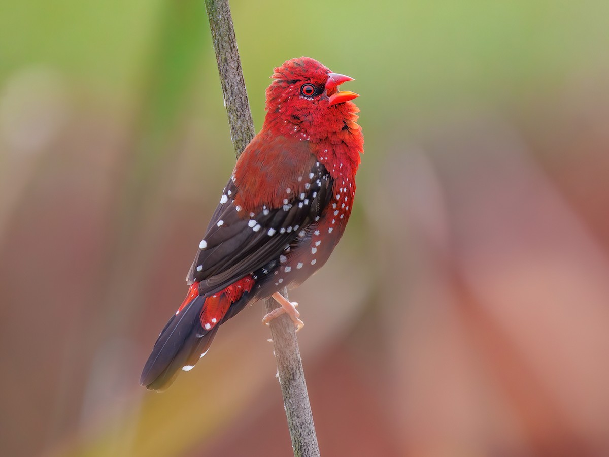 Red Avadavat - Amandava amandava - Birds of the World