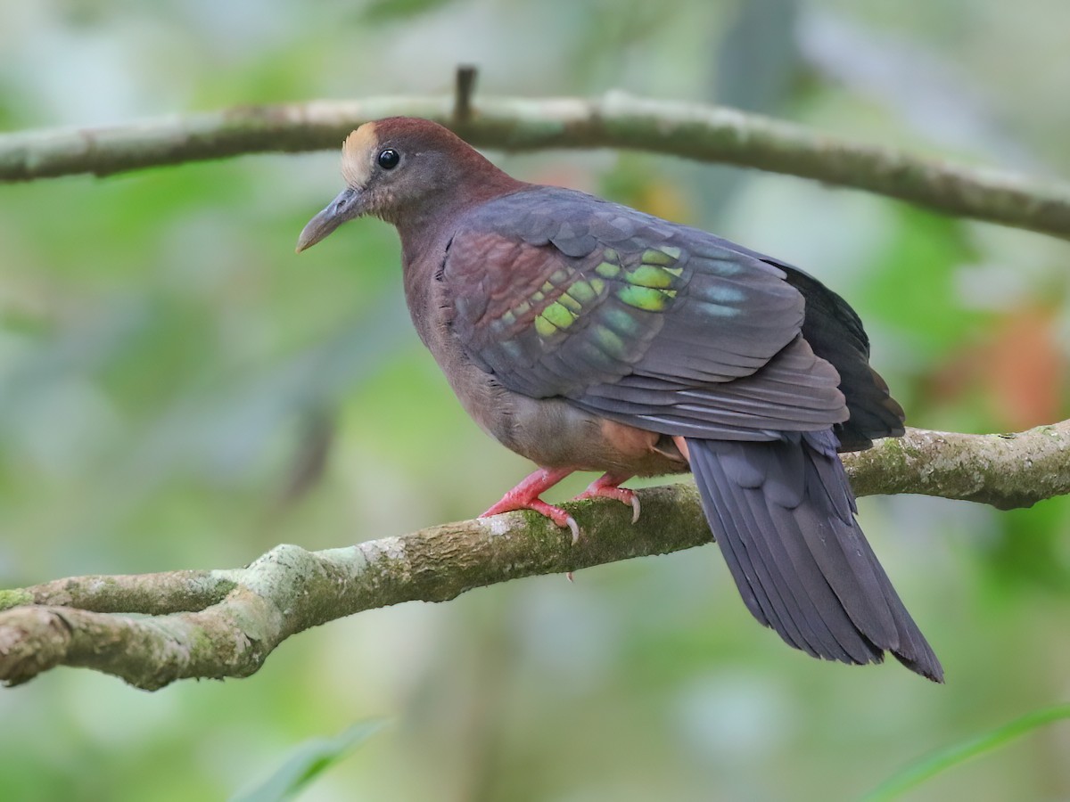 New Guinea Bronzewing - Henicophaps albifrons - Birds of the World