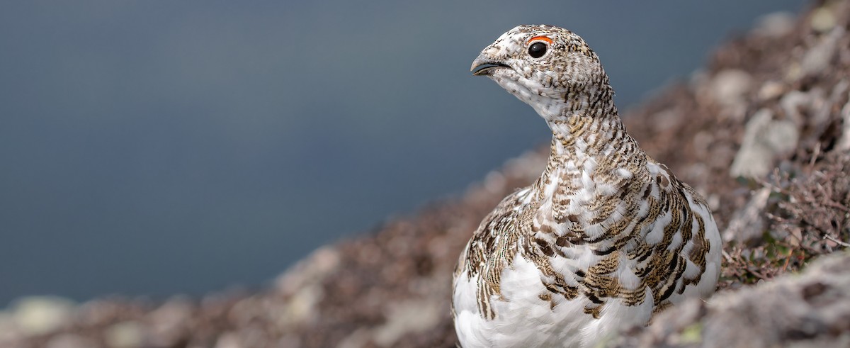 Birds of the World - Cornell Lab of Ornithology