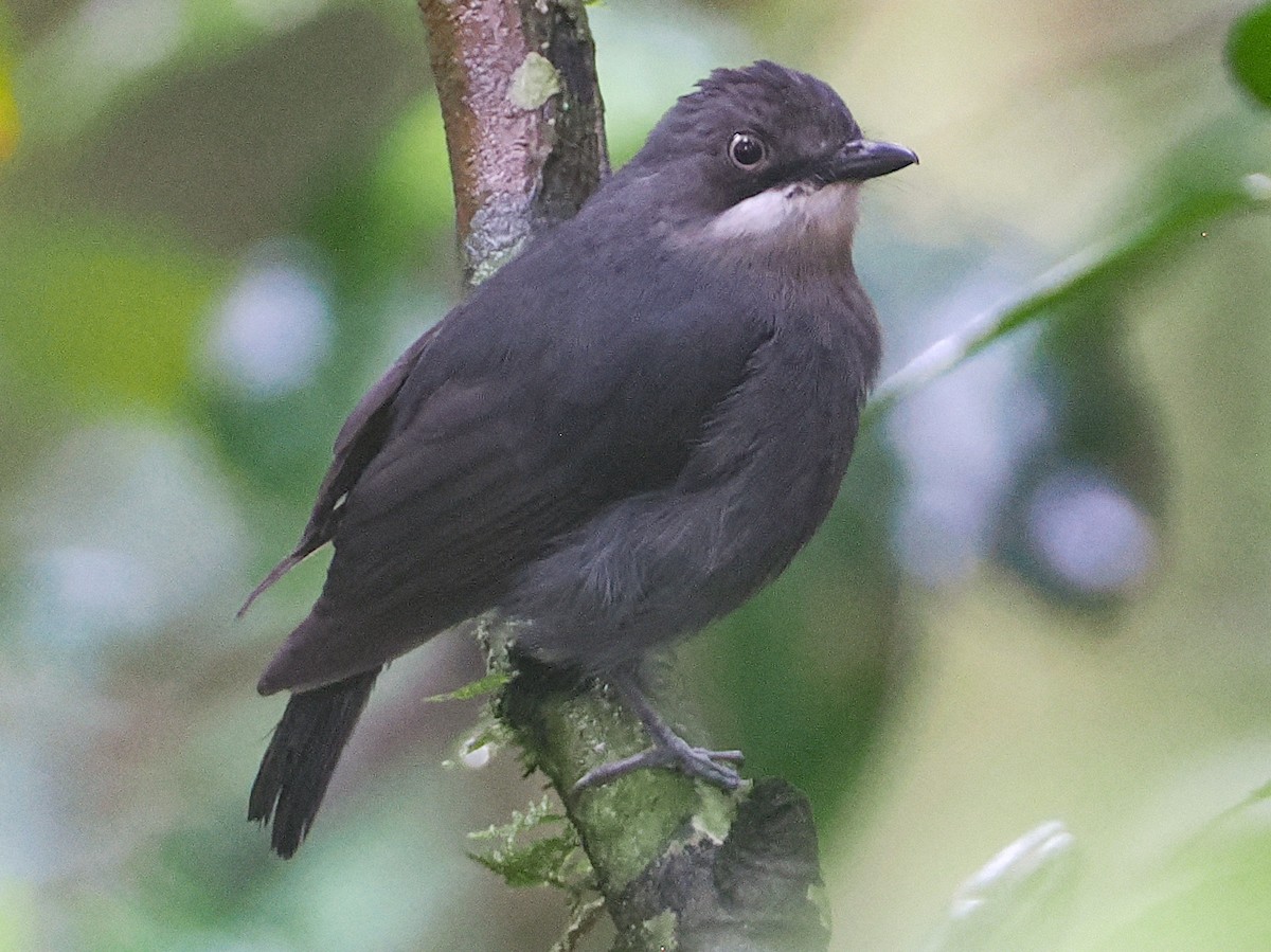 White-eyed Robin - Pachycephalopsis poliosoma - Birds of the World
