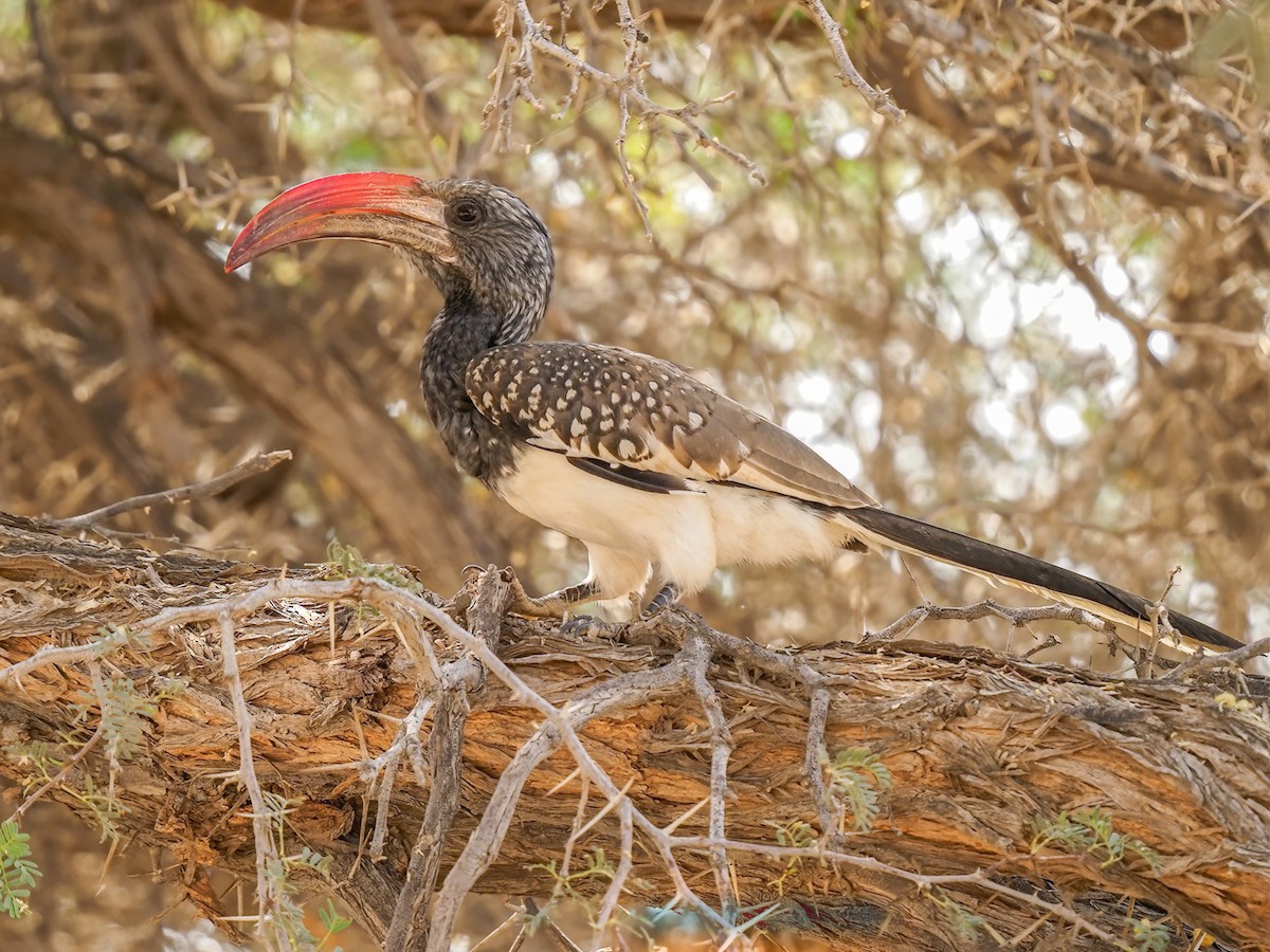 Monteiro's Hornbill - Tockus monteiri - Birds of the World