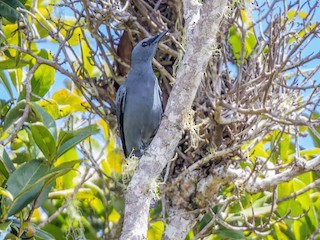 Papuan Cicadabird - Edolisoma incertum - Birds of the World