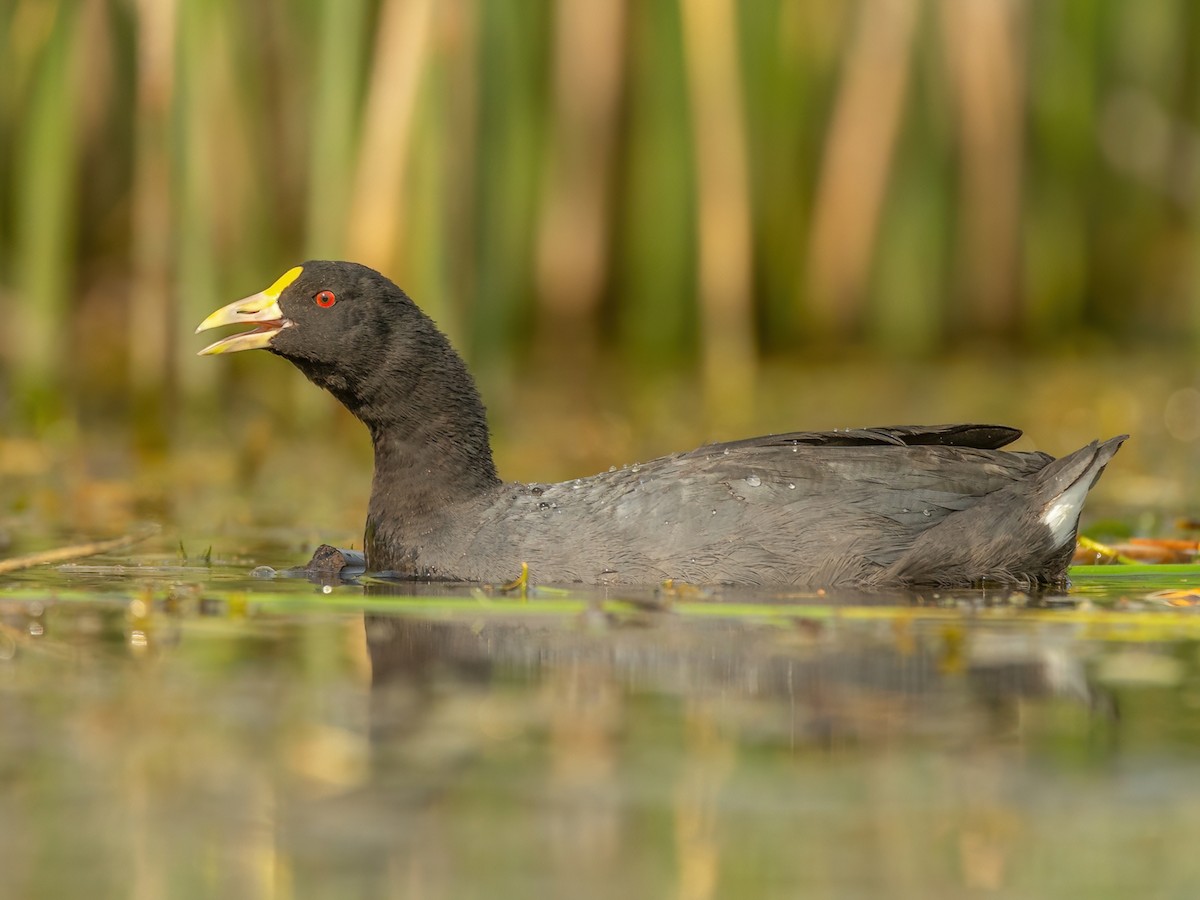 White-winged Coot - Fulica leucoptera - Birds of the World