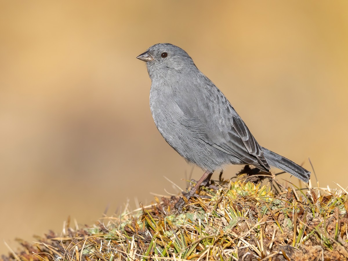 Plumbeous Sierra Finch - Geospizopsis unicolor - Birds of the World