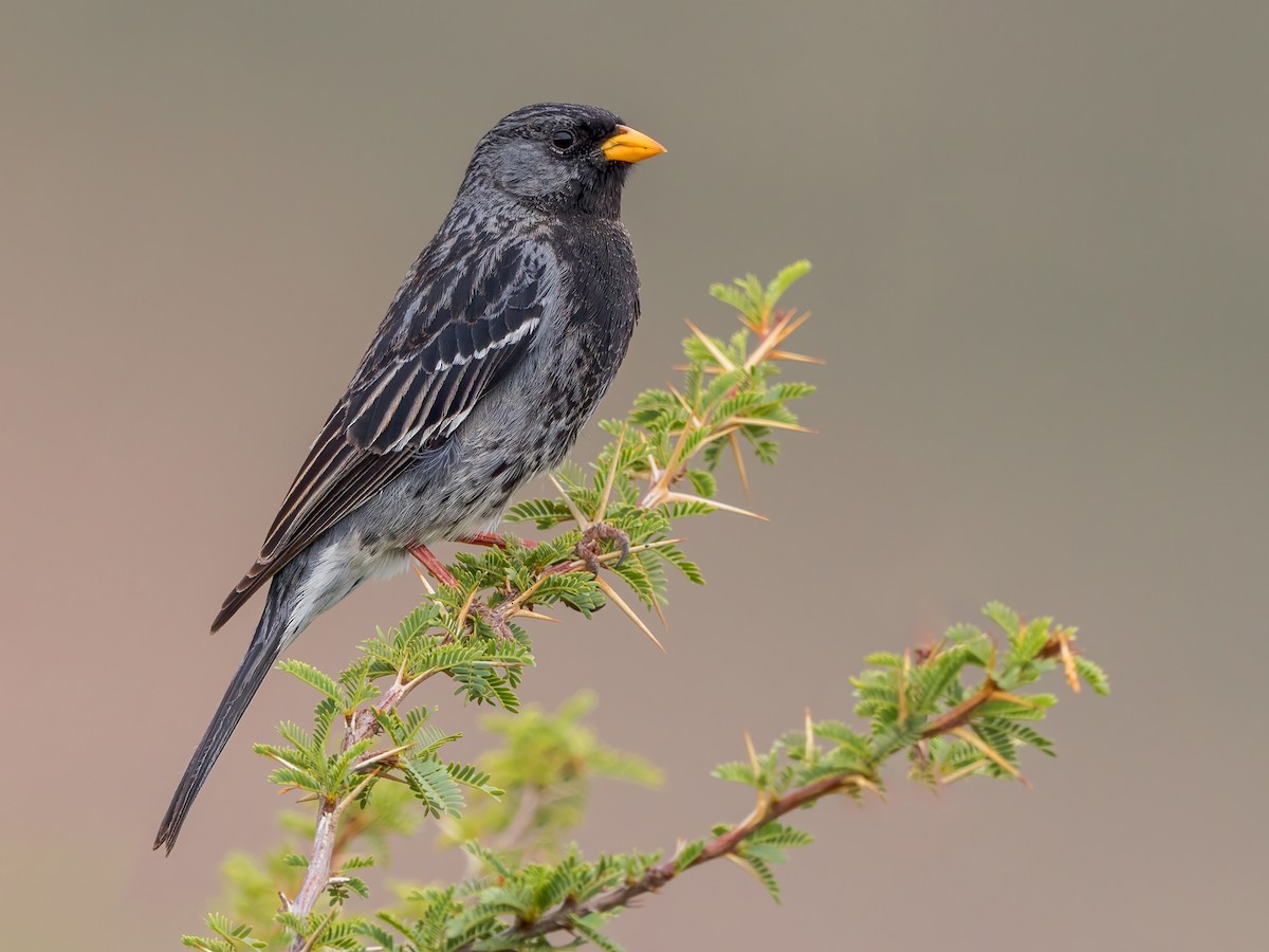 Mourning Sierra Finch - Rhopospina fruticeti - Birds of the World