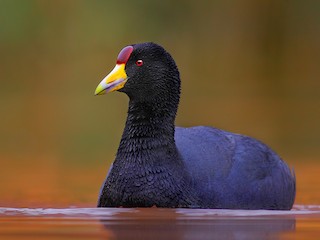 Slate-colored Coot - Fulica ardesiaca - Birds of the World