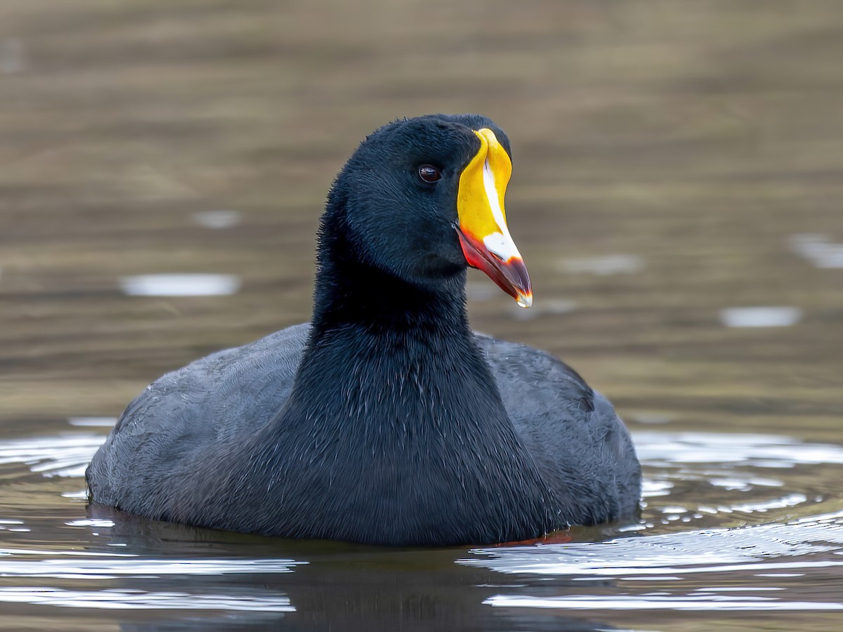 Giant Coot - Fulica gigantea - Birds of the World