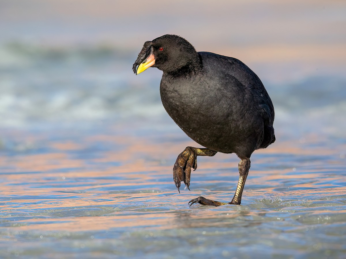 Horned Coot - Fulica cornuta - Birds of the World
