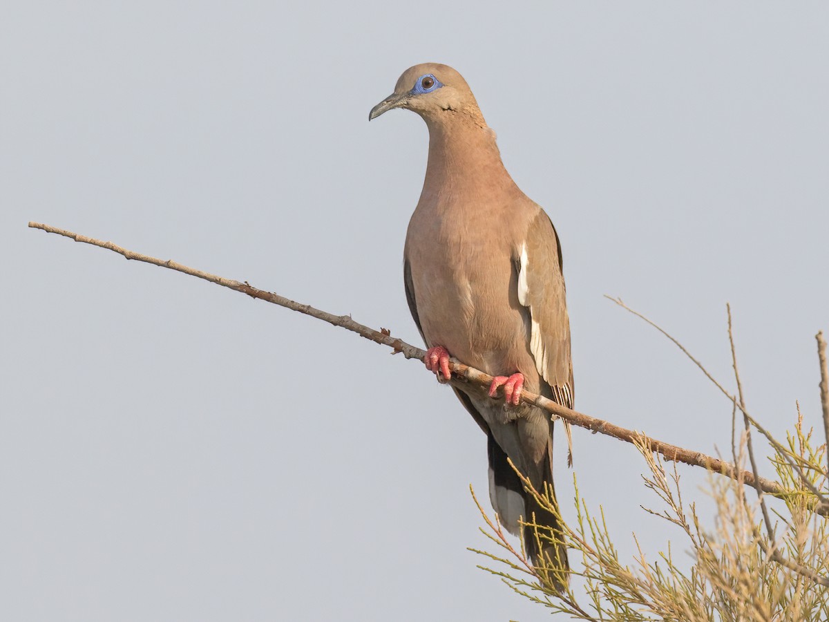 West Peruvian Dove - Zenaida meloda - Birds of the World