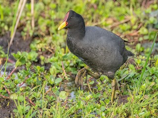 Red-fronted Coot - Fulica rufifrons - Birds of the World